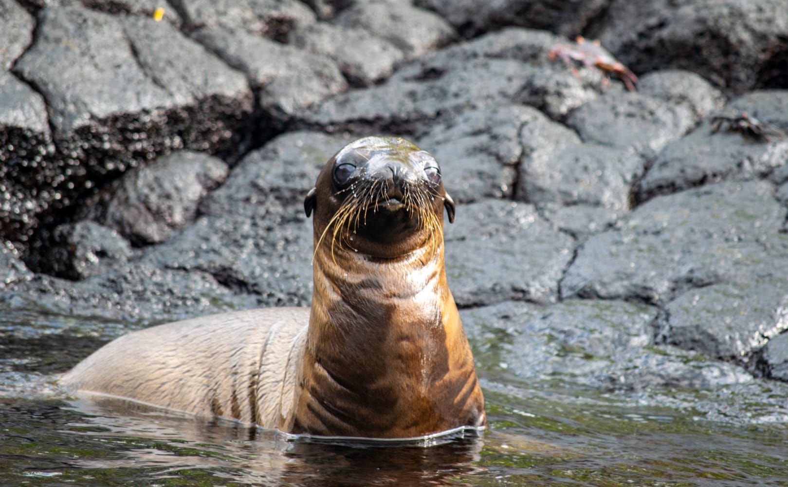 Galapagos: Post Office Bay – The Creative Works of Jonny Leather