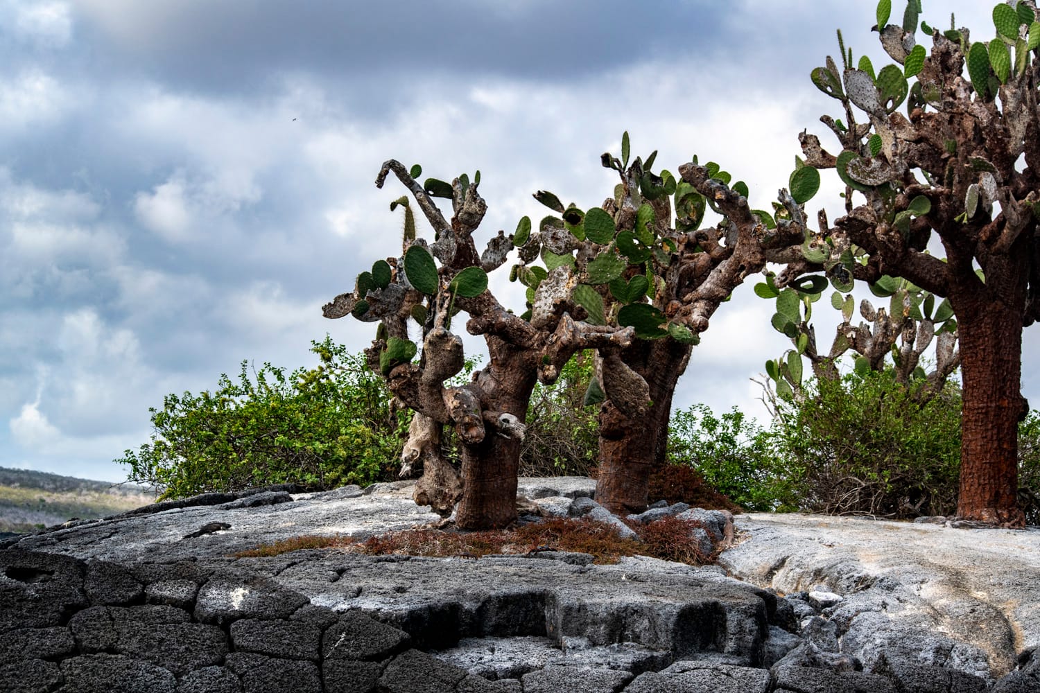 Galapagos: Post Office Bay – The Creative Works of Jonny Leather