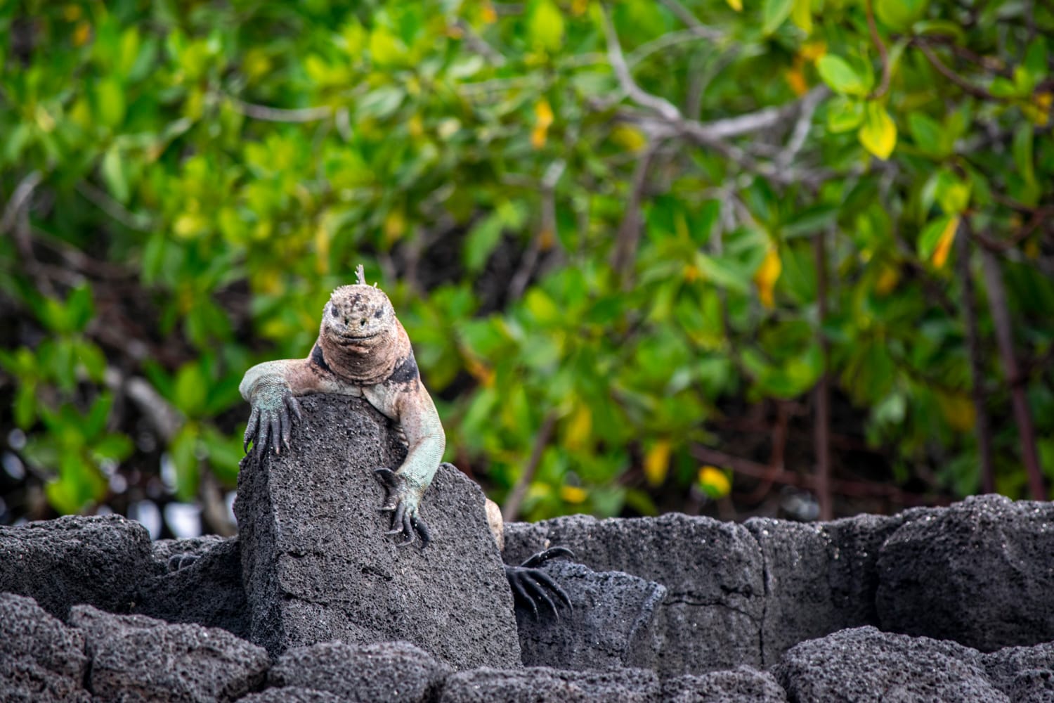 Galapagos: Post Office Bay – The Creative Works of Jonny Leather