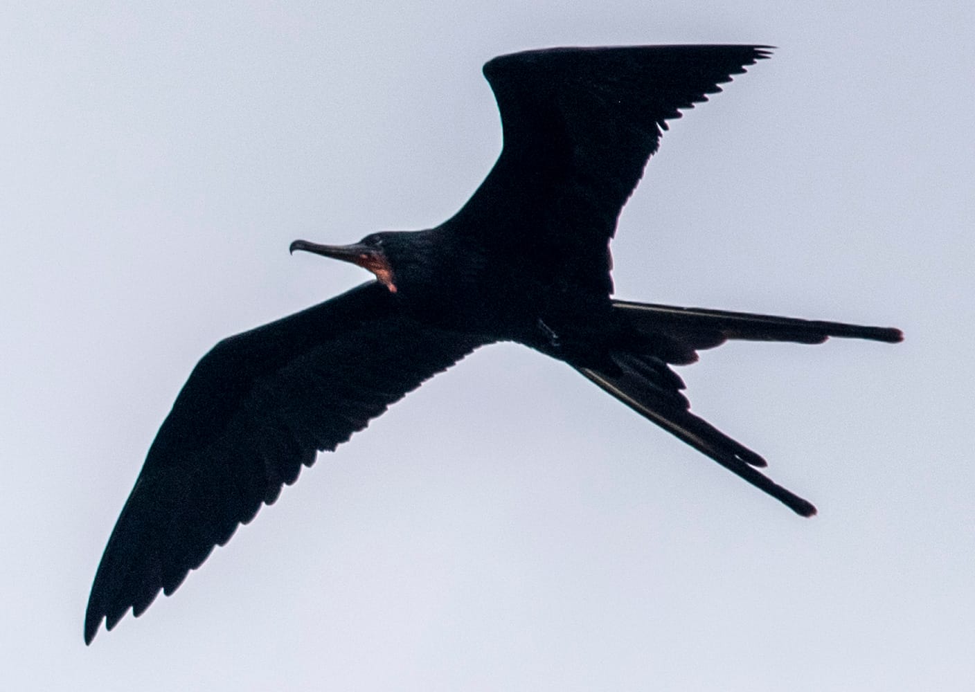 Galapagos: Post Office Bay – The Creative Works of Jonny Leather