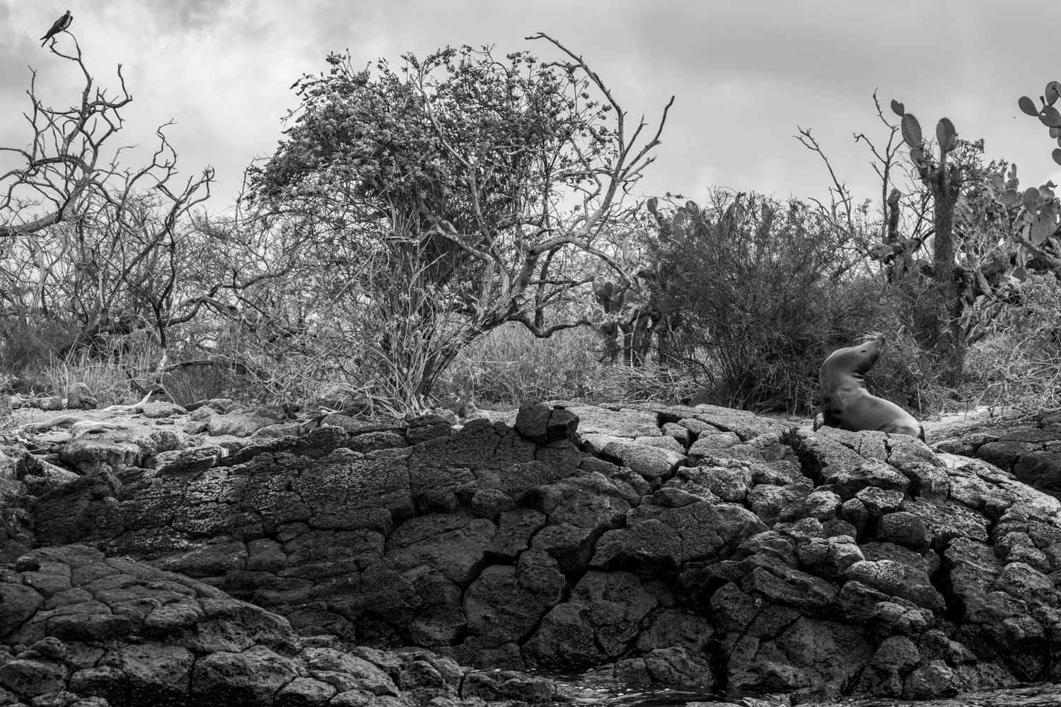 Galapagos: Post Office Bay – The Creative Works of Jonny Leather
