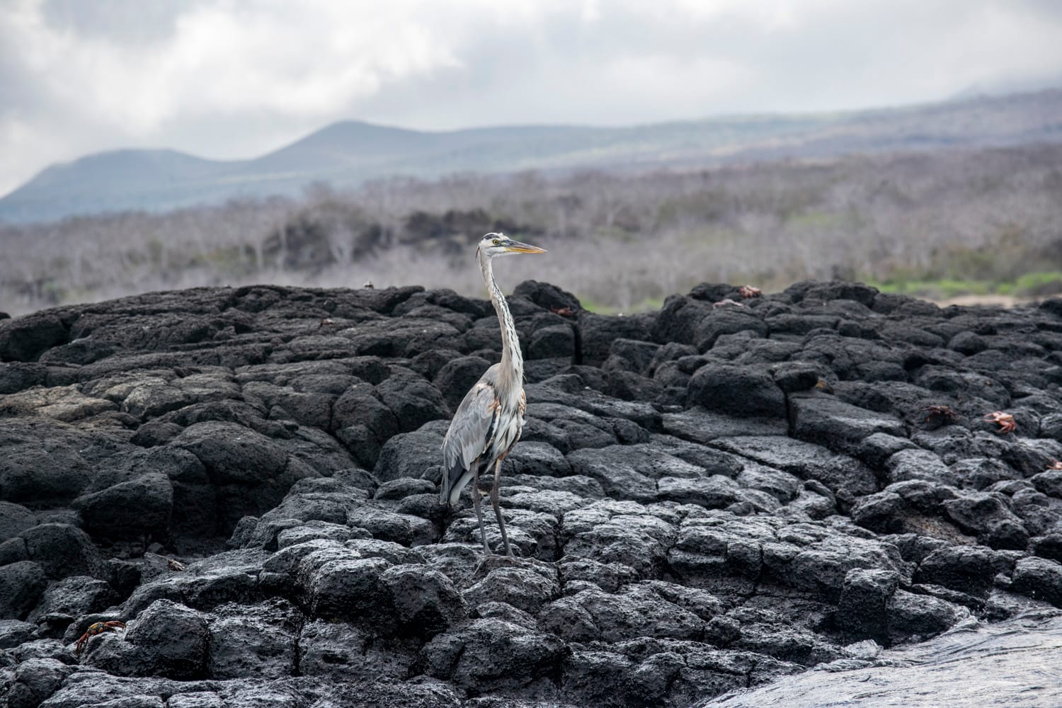 Galapagos: Post Office Bay – The Creative Works of Jonny Leather