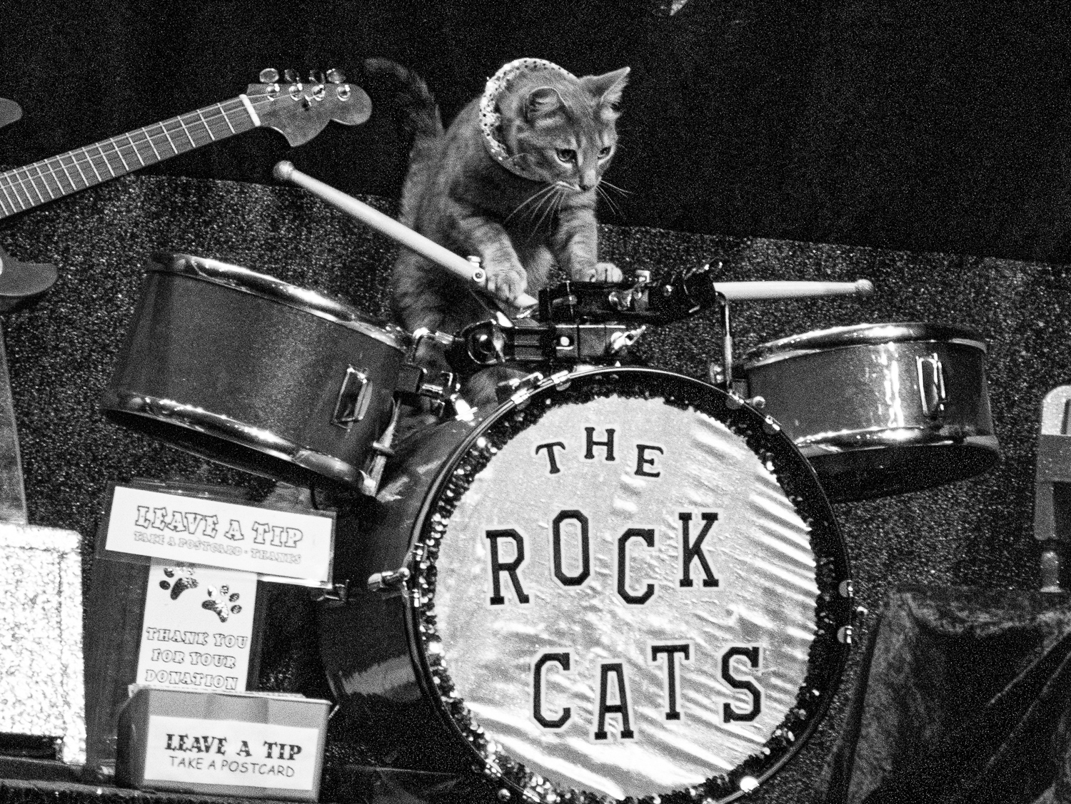 Tuna & The Rock Cats – The Creative Works of Jonny Leather